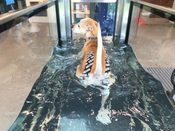 RockTape Canine | The first kinesiology tape designed for dogs